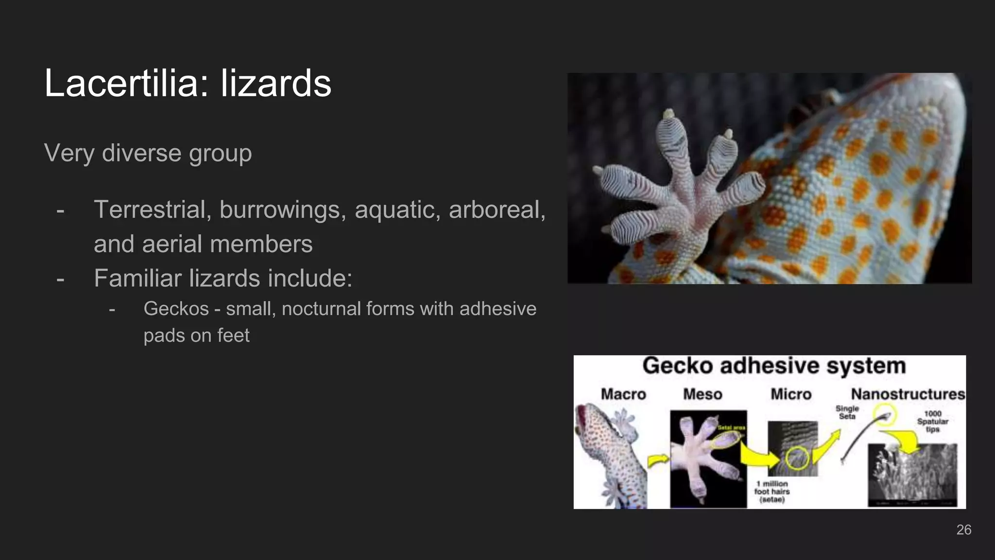 Amniote origins and nonavian reptiles | PPTX