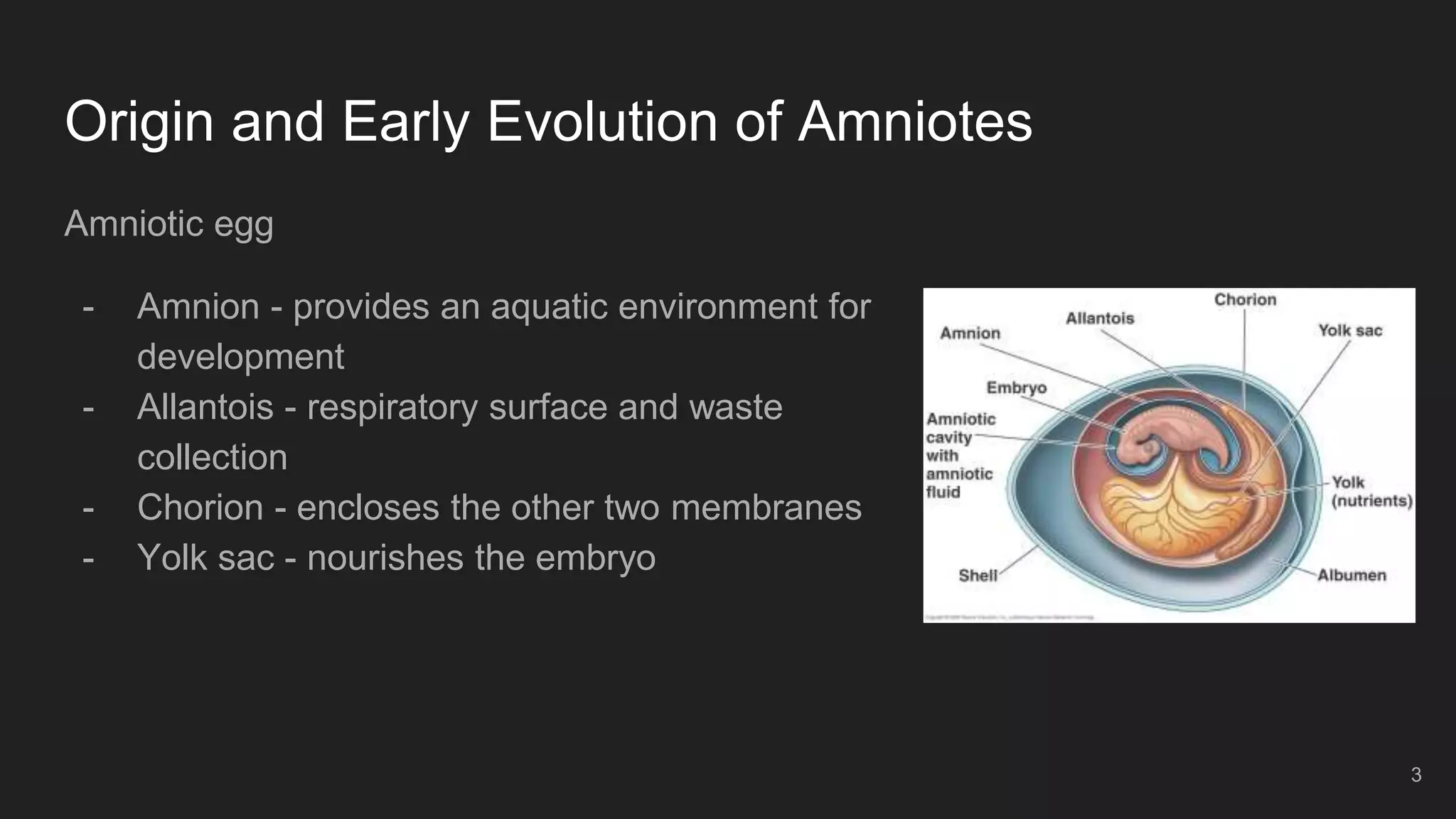 Amniote origins and nonavian reptiles | PPTX