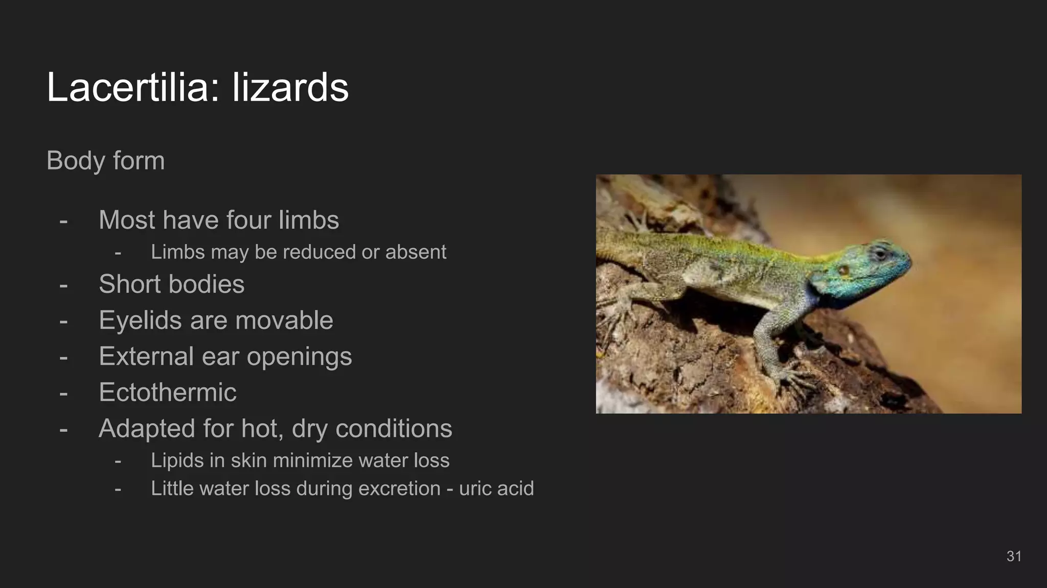 Amniote origins and nonavian reptiles | PPTX