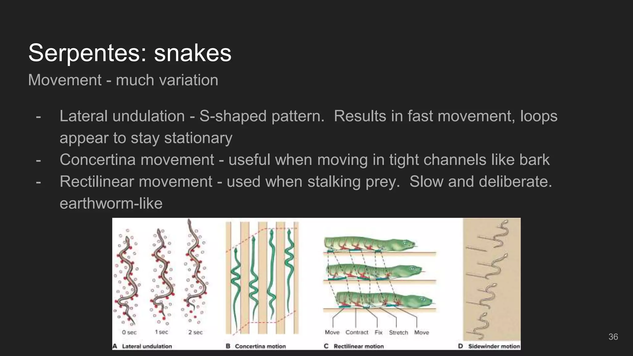 Amniote origins and nonavian reptiles | PPTX