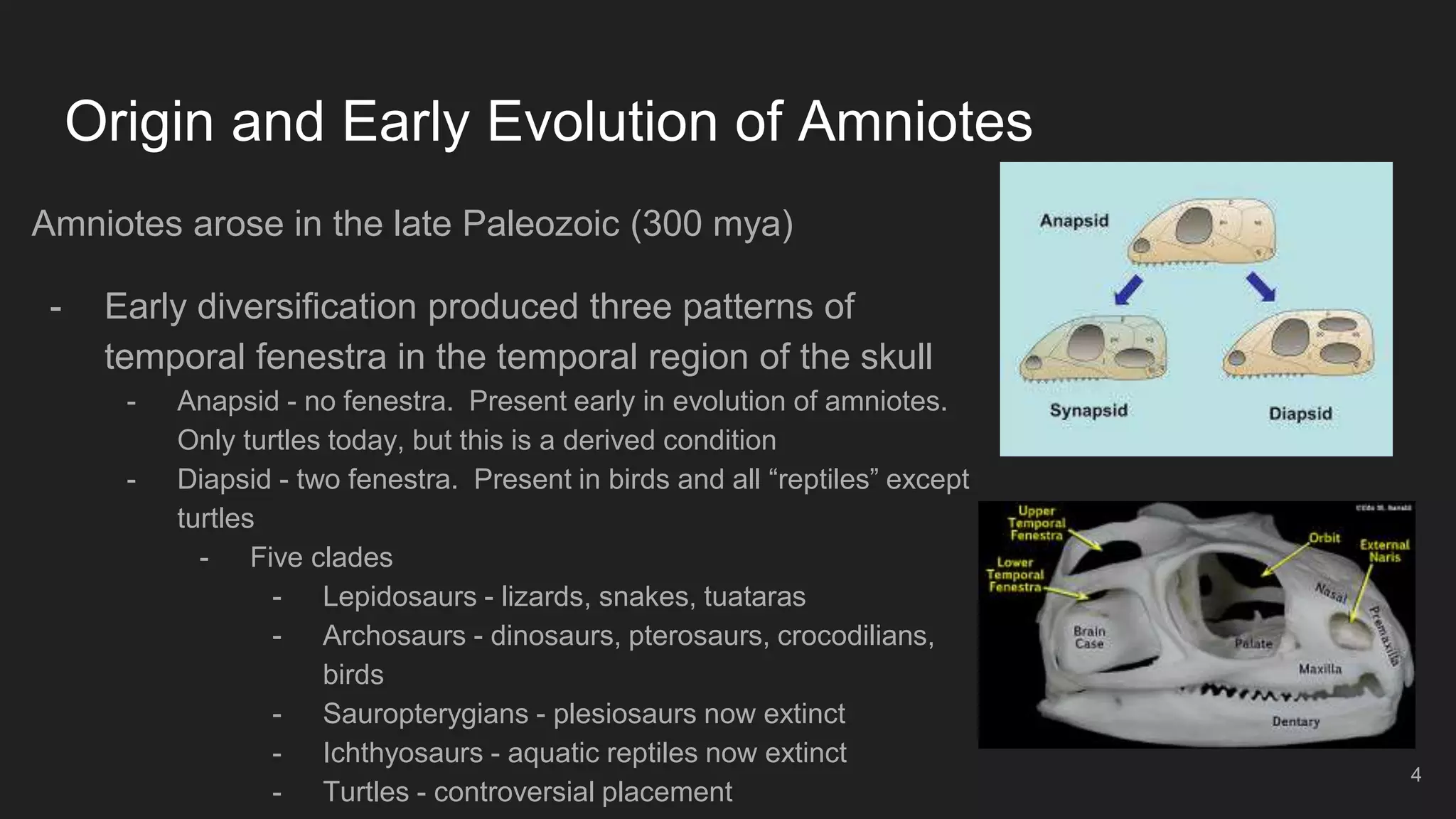 Amniote origins and nonavian reptiles | PPTX
