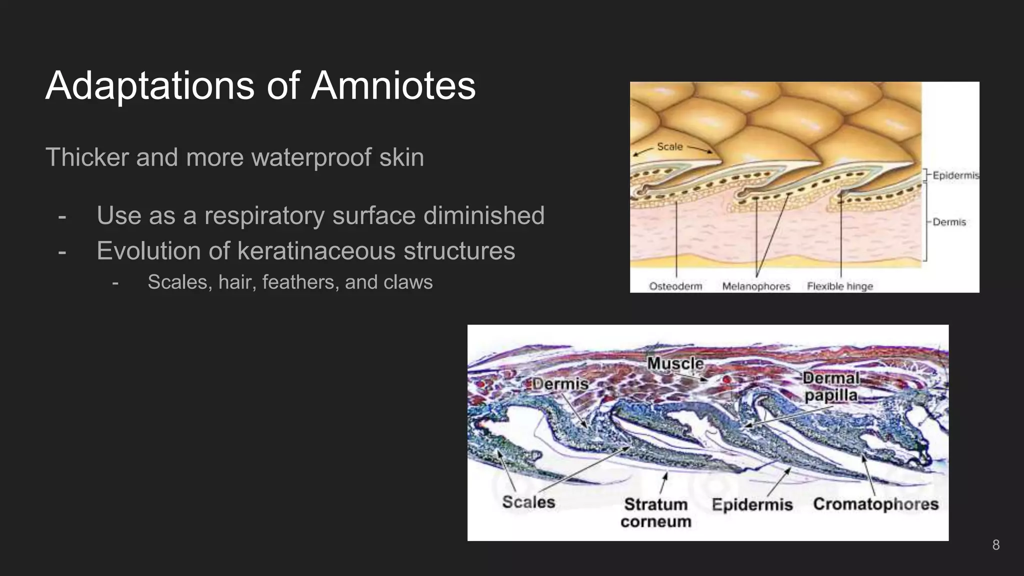 Amniote origins and nonavian reptiles | PPTX