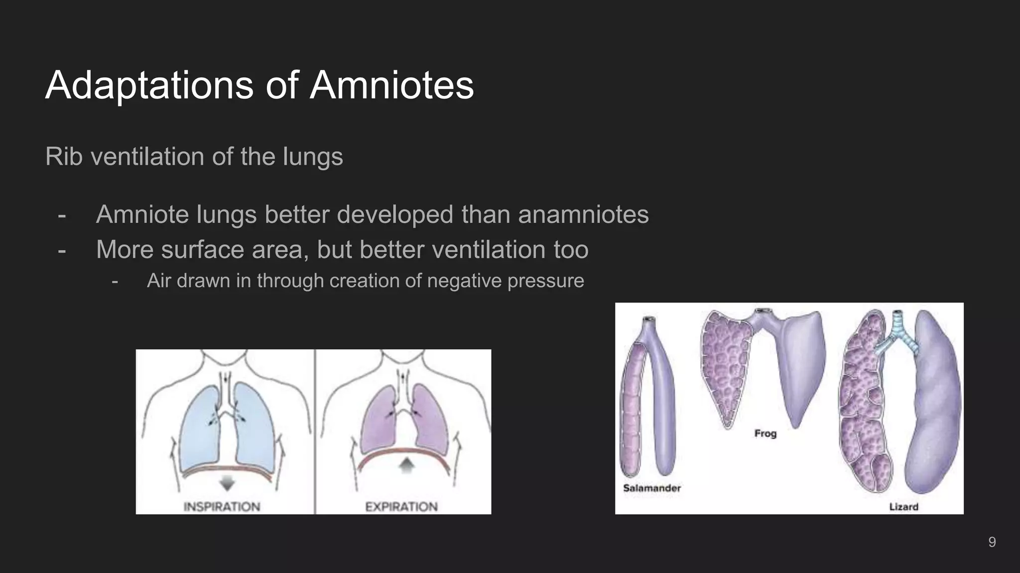 Amniote origins and nonavian reptiles | PPTX