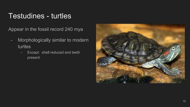 Amniote origins and nonavian reptiles | PPTX