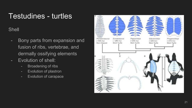 Amniote origins and nonavian reptiles | PPTX