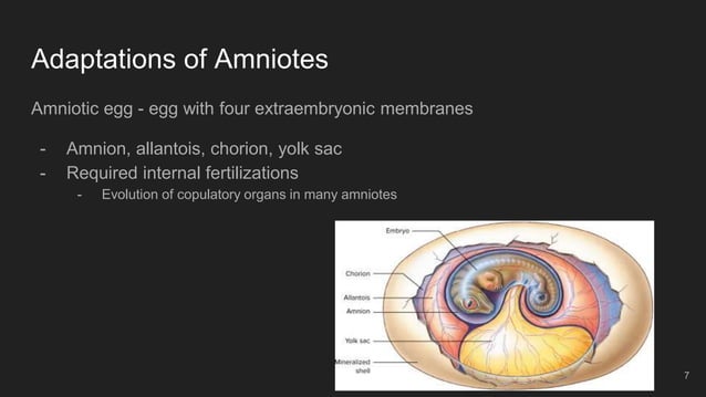Amniote origins and nonavian reptiles | PPTX