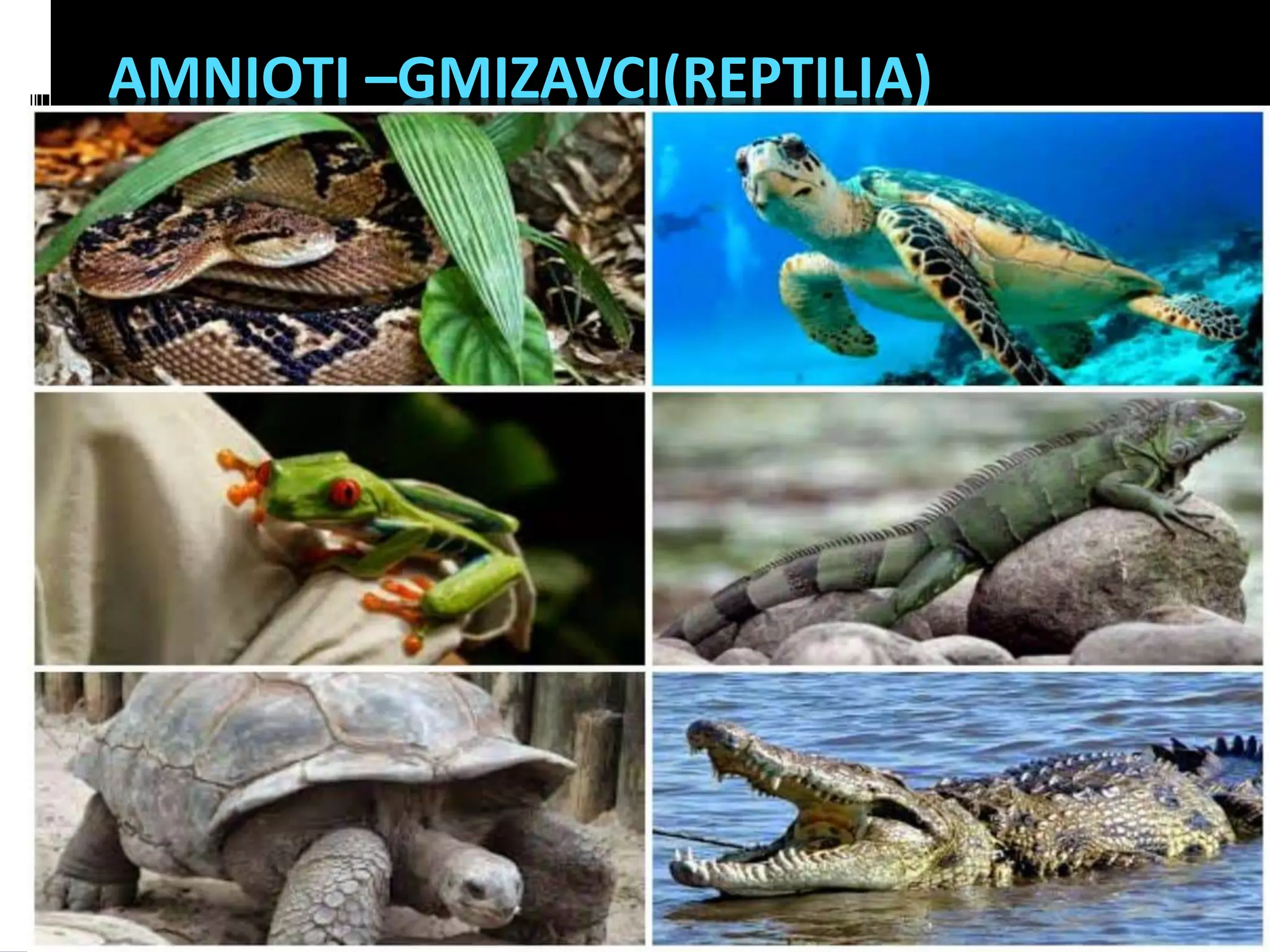 Gmizavci | PPTX