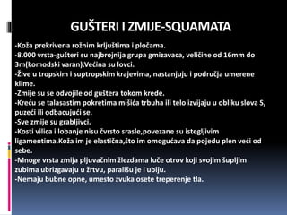 Gmizavci | PPTX