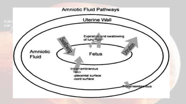 Amniotic fluid | PPTX