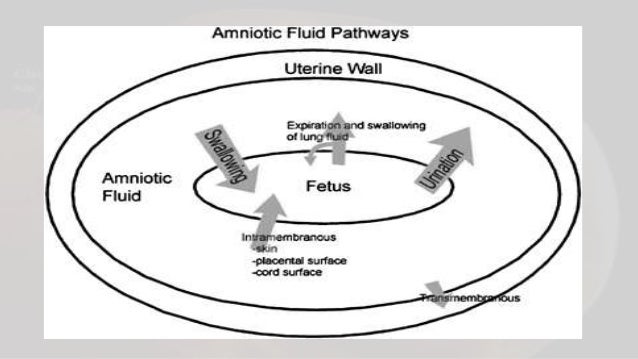 Amniotic fluid
