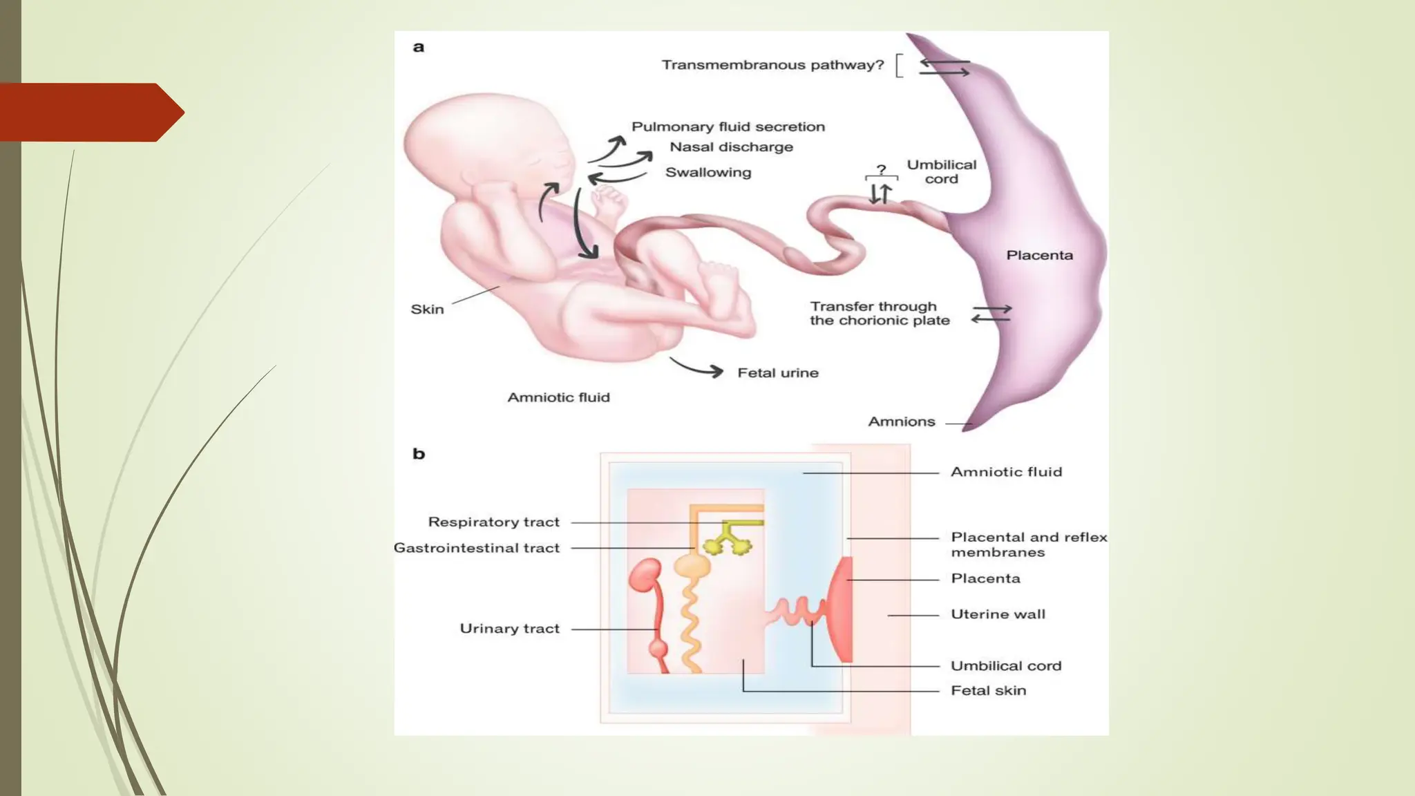 Amniotic Fluid Dynamics by Akin Barry MBHD Paxton | PPTX | Pregnancy ...