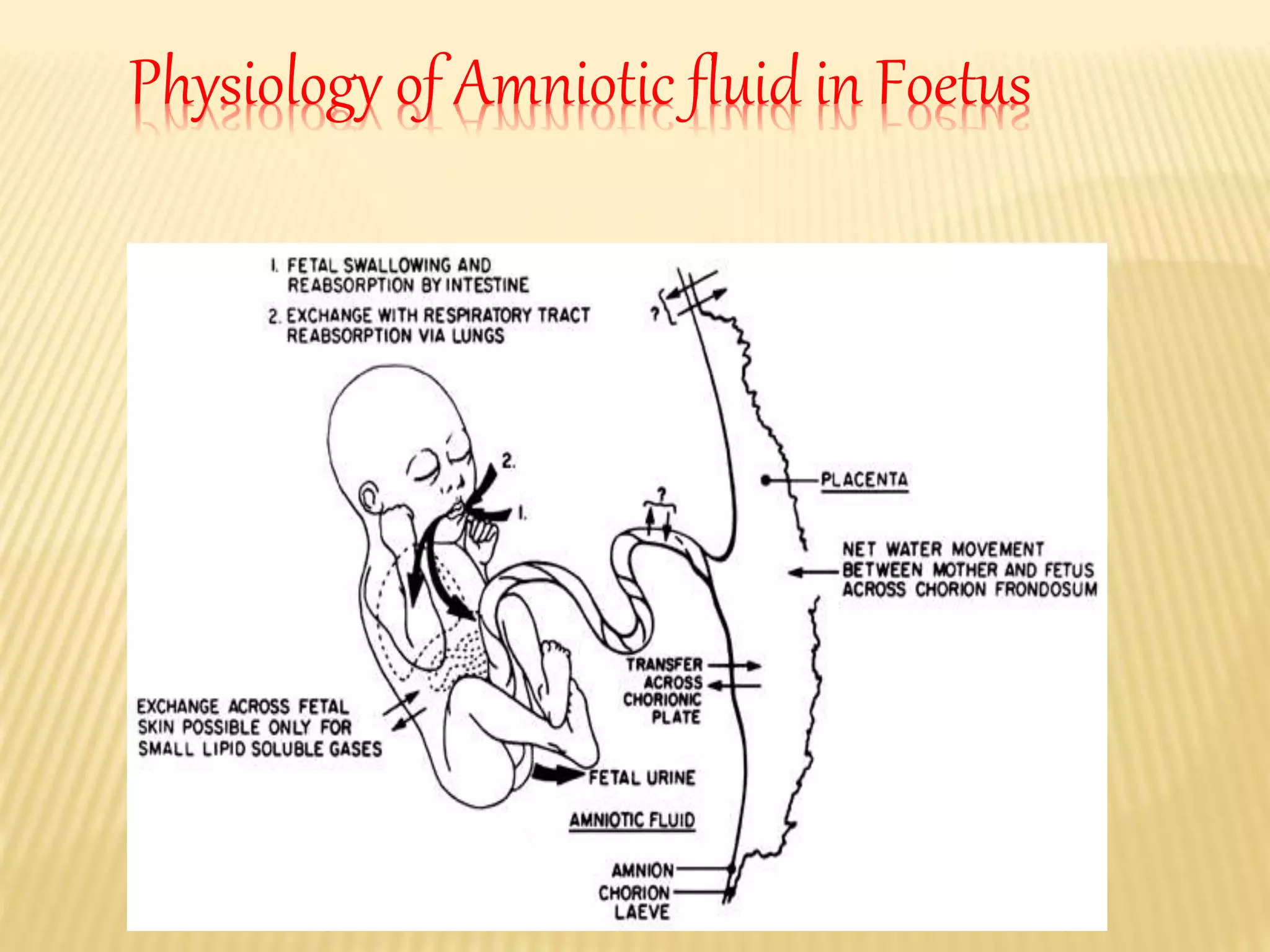 Amniotic fluid ppt | PPTX