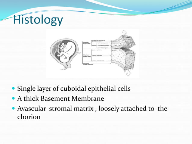 Amniotic Membrane Transplant | PPTX | Pregnancy | Reproductive Health