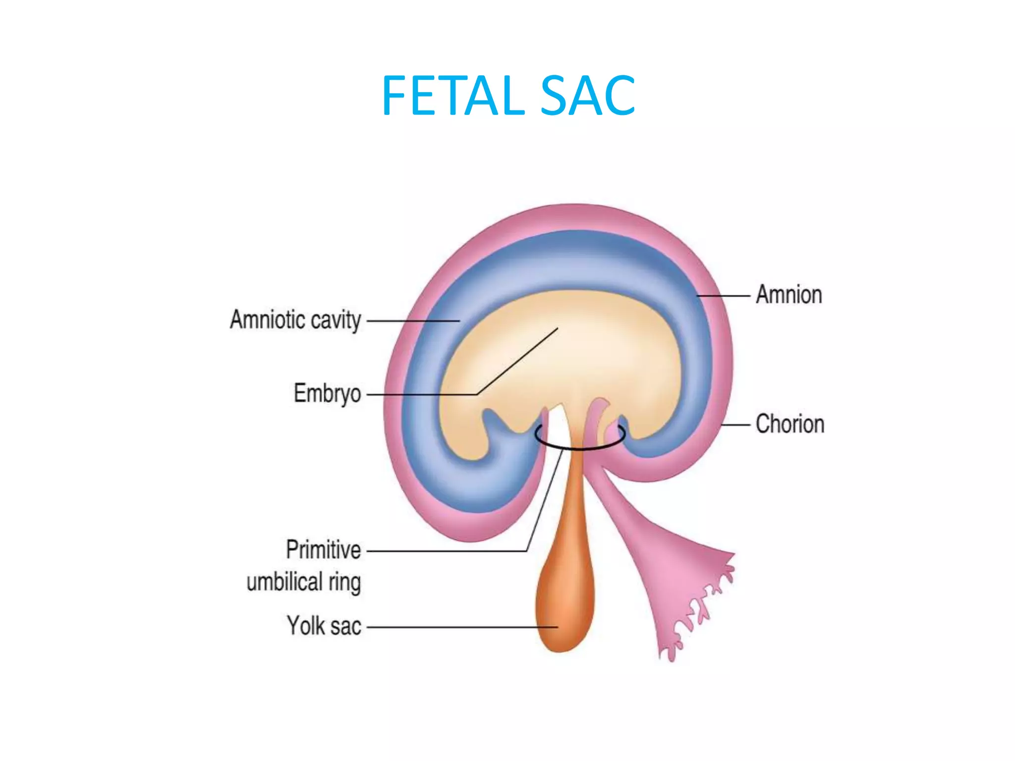 Amniotic Sac And Fluid Ppt