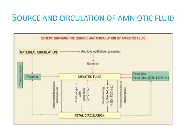 Amniotic sac and fluid | PPTX | Pregnancy | Reproductive Health