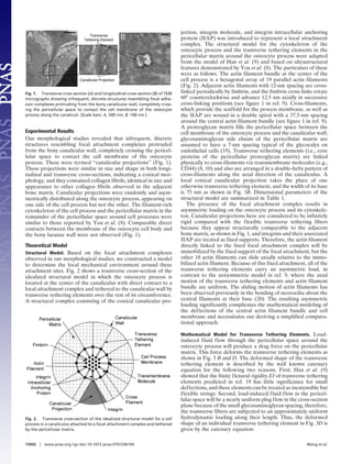 A model for flow induced mechanotransduction | PDF | Bone and Joint ...