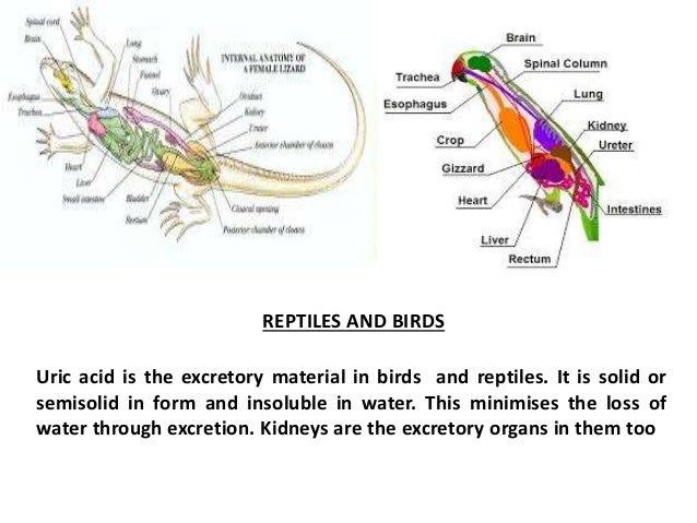 Bird Excretory System