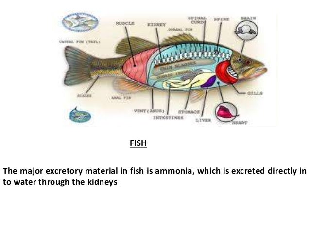 Excretion in other organisms