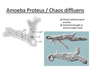 Amoeba Proteus Slide Labeled