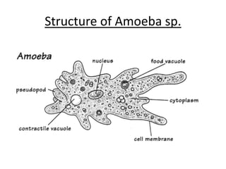 Amoeba Labeled Slide