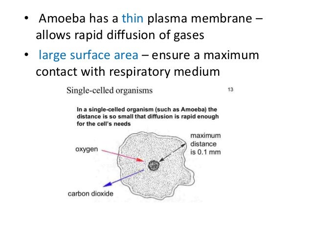 Amoeba