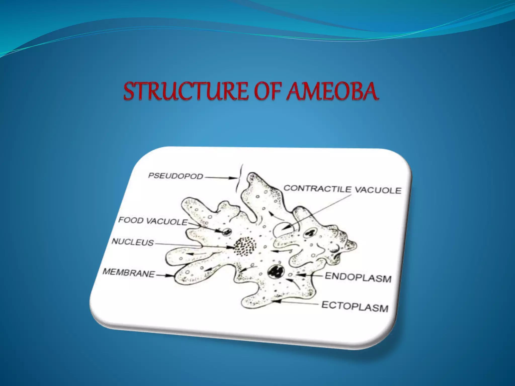 Amoeba | PPTX