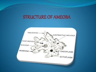 AMOEBA | PPTX