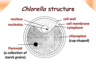Amoeba & chlorella | PPTX