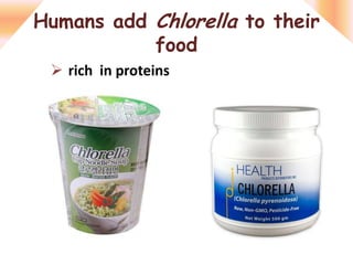 Amoeba & chlorella | PPTX