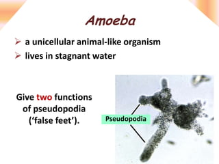 Amoeba & chlorella | PPTX