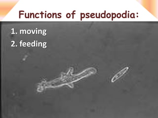 Amoeba & chlorella | PPTX