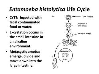 Amoebae | PPTX | Digestive Disorders | Diseases and Conditions