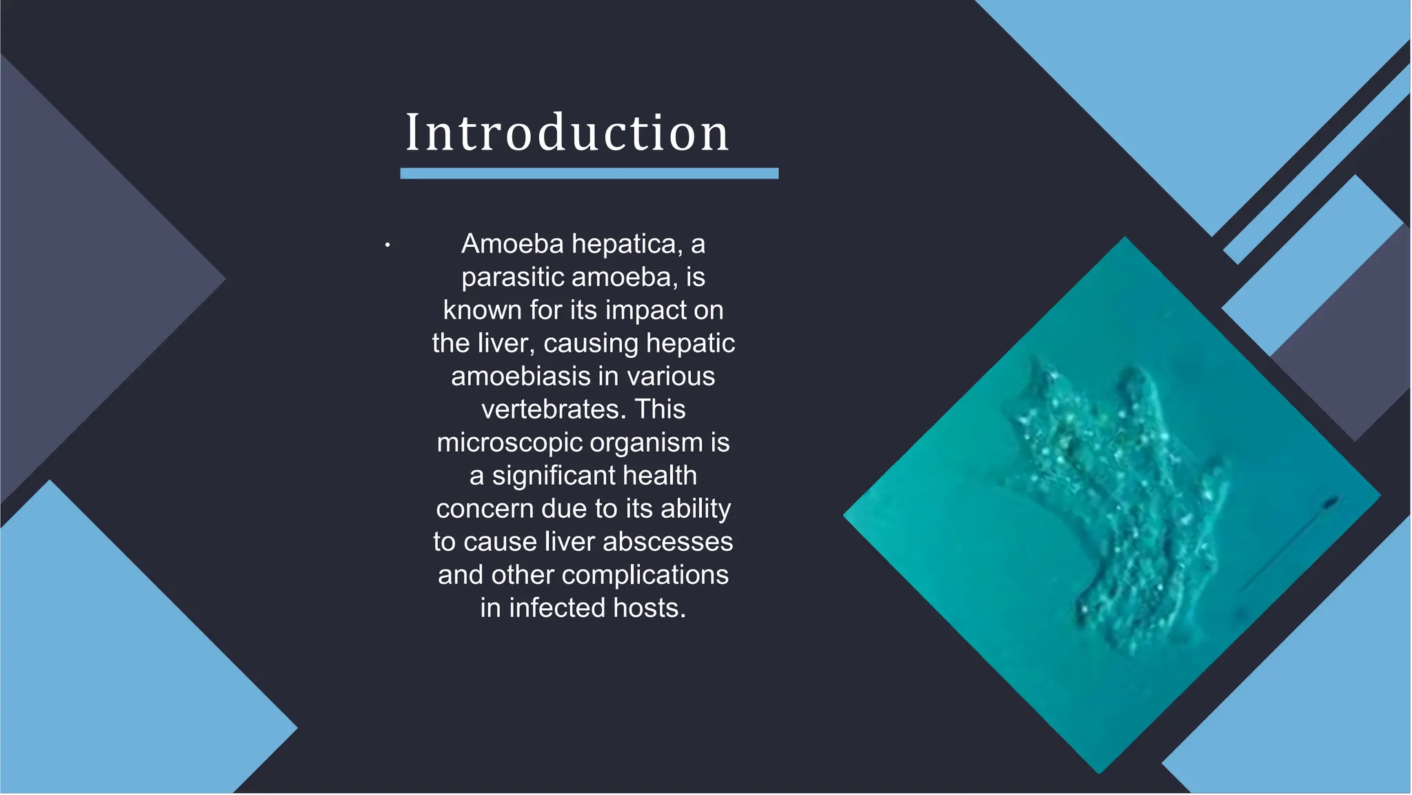 Amoeba Hapatica presentation by Ayesha Khan.pptx