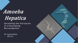 Amoeba Hapatica presentation by Ayesha Khan.pptx