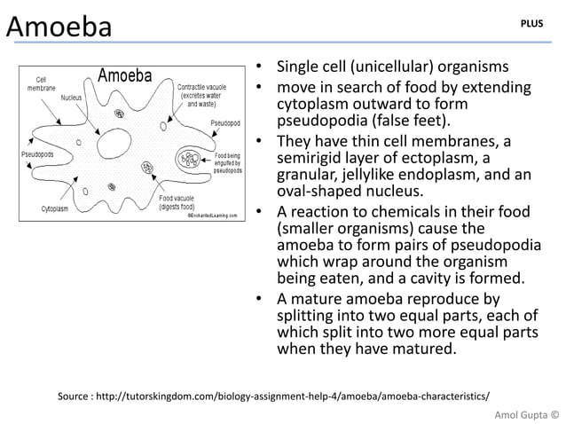 Amoeba management | PDF | Business Administration | Business