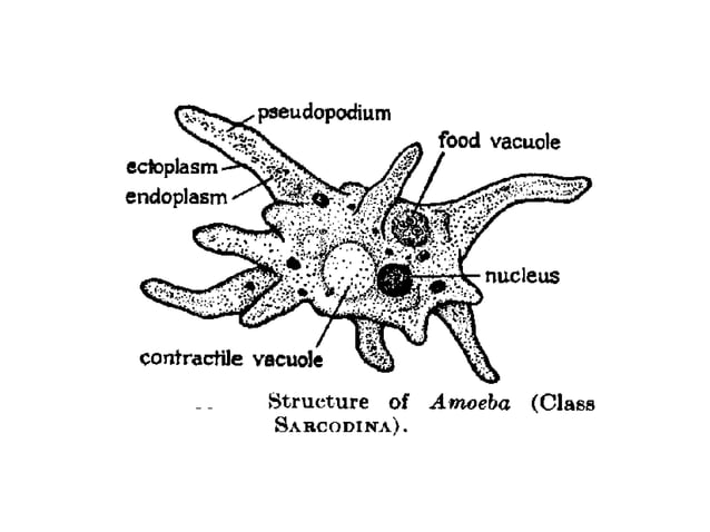 Amoeba presentation... | PPTX