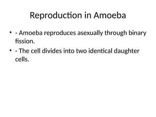 View of Amoeba parasite_Presentation.pptx