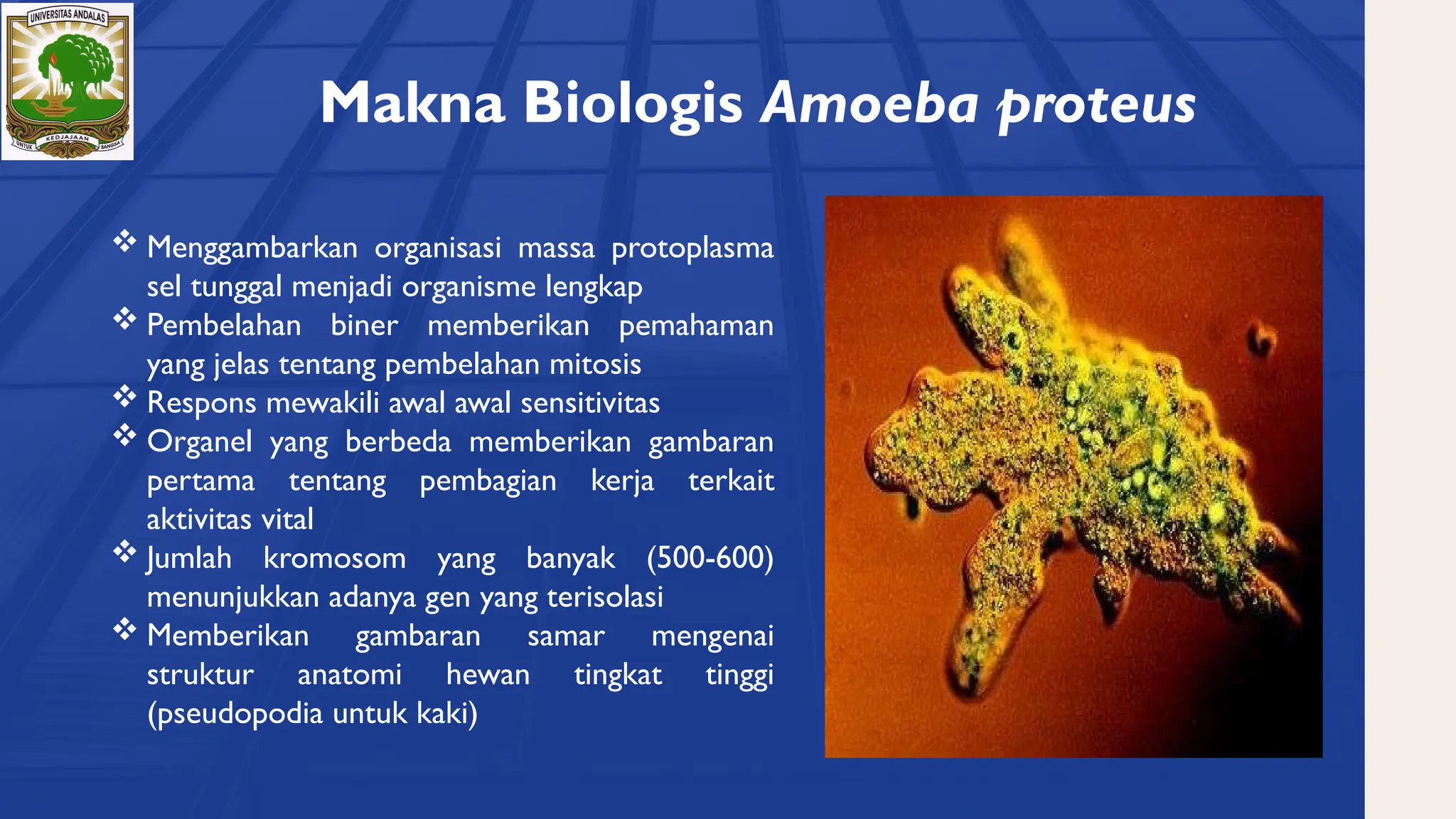 Amoeba Proteus_Helvi Maudy Saswita, M.Si.pptx