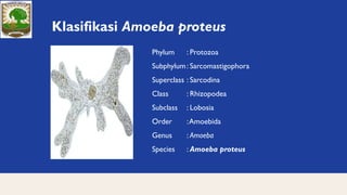 Amoeba Proteus_Helvi Maudy Saswita, M.Si.pptx
