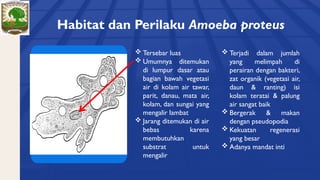 Amoeba Proteus_Helvi Maudy Saswita, M.Si.pptx