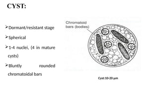 AMOEBAS INFECTING MOUTH AND INTESTINE.pptx