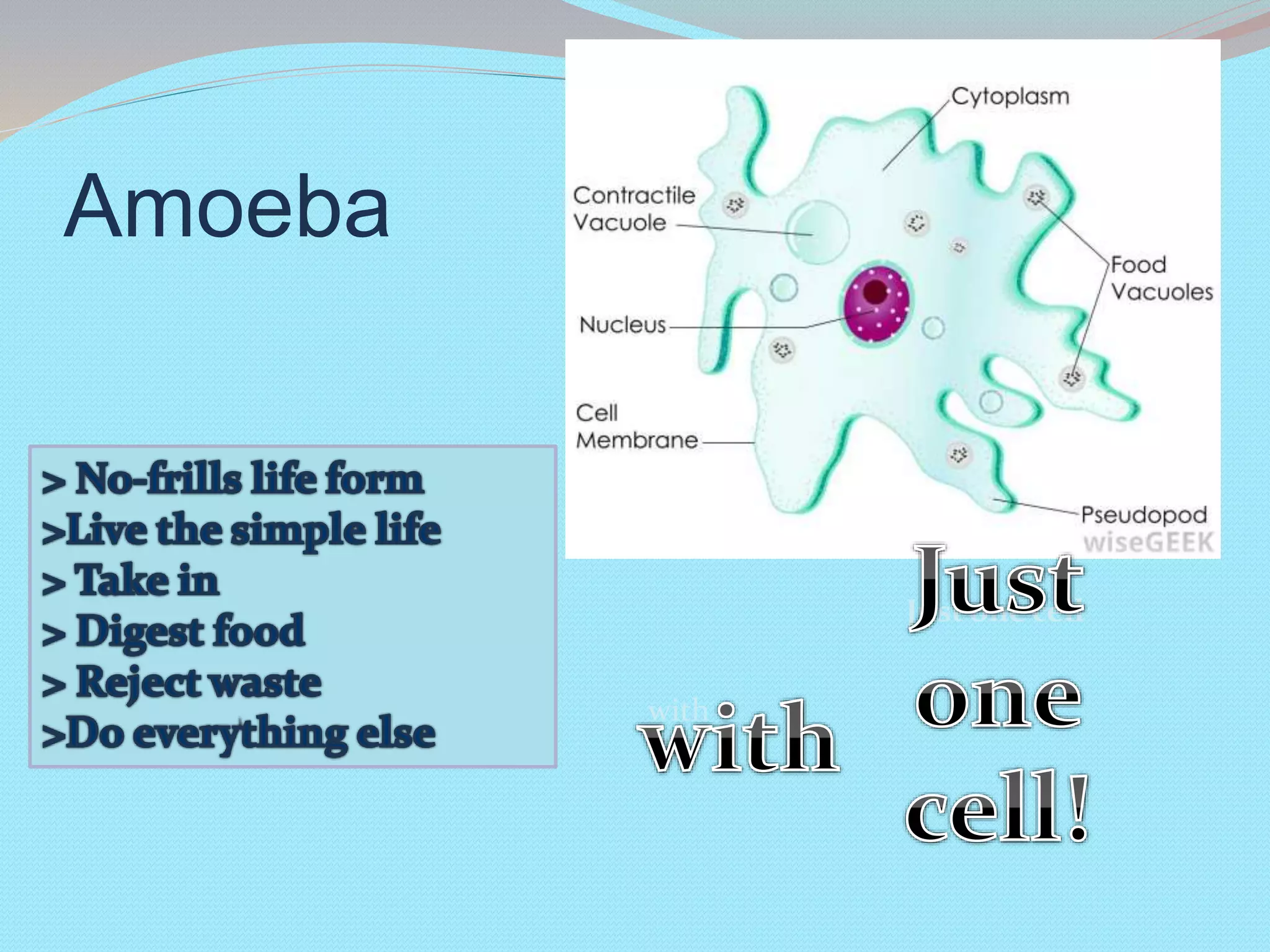 Amoeba vs human | PPTX