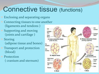 Amoeba vs human | PPTX
