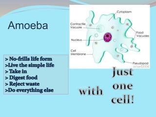 Amoeba vs human | PPTX
