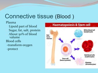 Amoeba vs human | PPTX