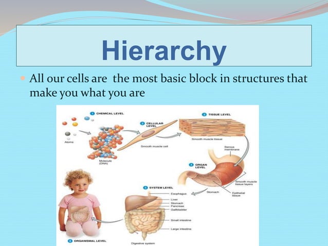 Amoeba vs human | PPT | Free Download