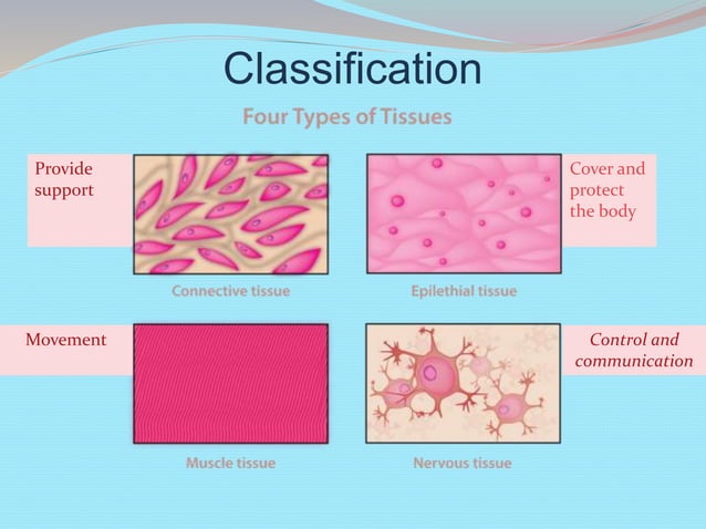Amoeba vs human | PPT | Free Download