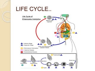 Amoebiasis | PPTX