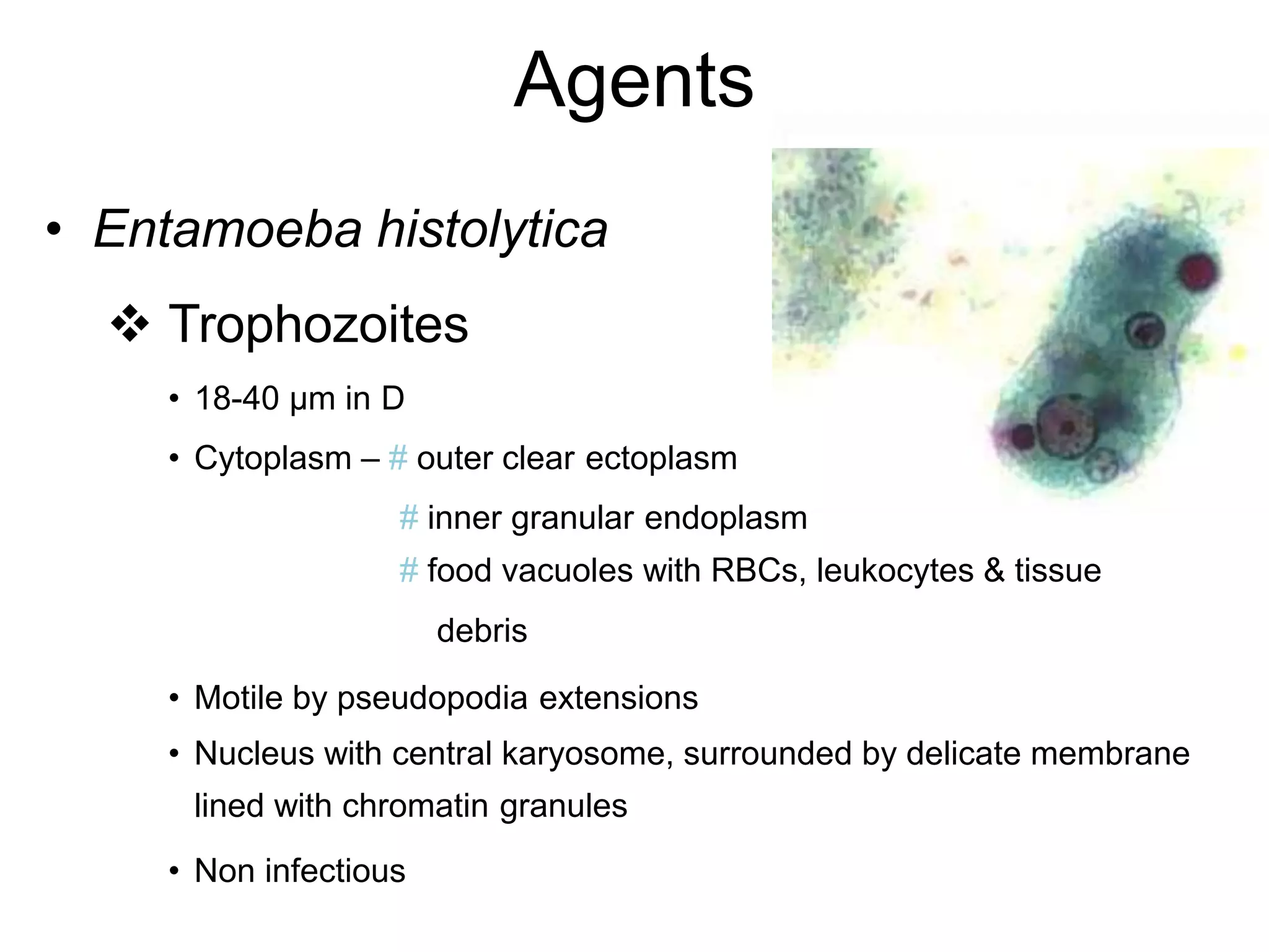 amoebiasis | PPT