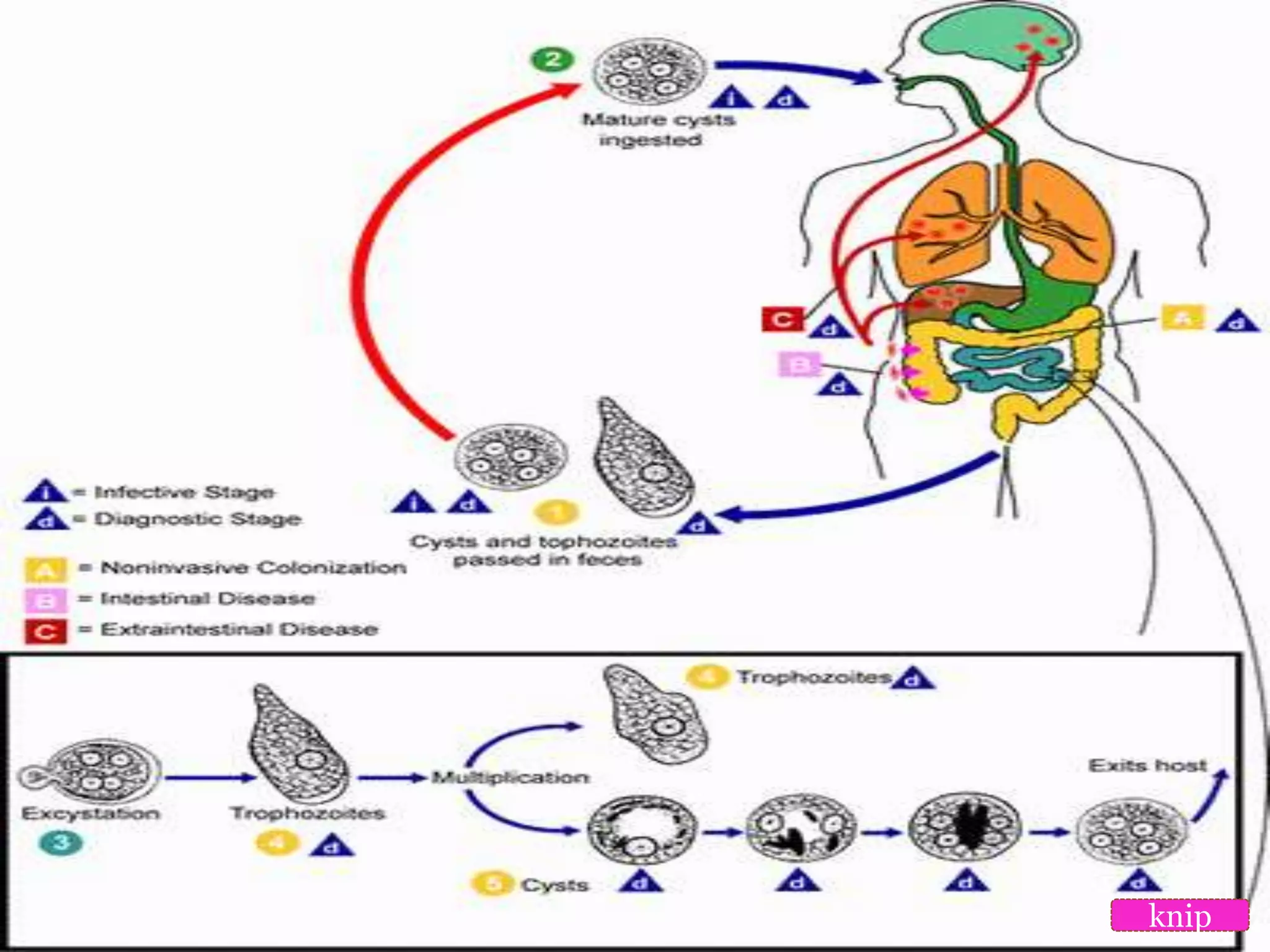Amoebiasis | PPTX